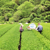 Senbird Tea | Premium Japanese Tea from Family Farms Across Japan