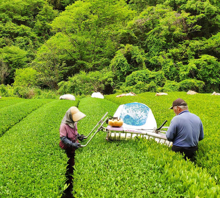 Senbird Tea | Premium Japanese Tea from Family Farms Across Japan